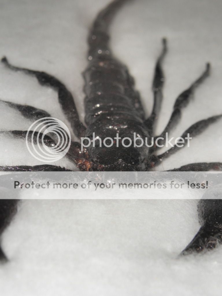 Preserved Scorpion labeled "Palamnersus" | Arachnoboards