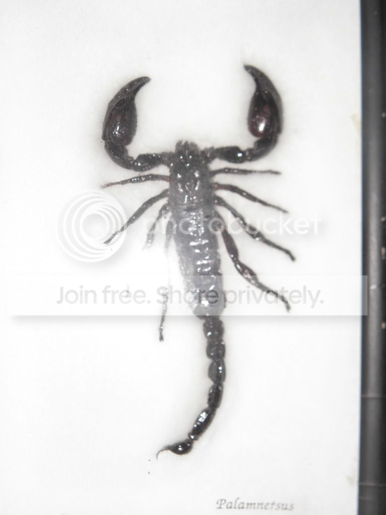 Preserved Scorpion labeled "Palamnersus" | Arachnoboards