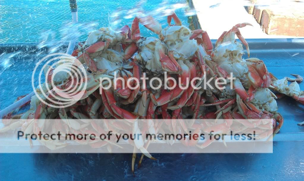 Fisherman that don't eat fish - Fess up! | IFish Fishing Forum