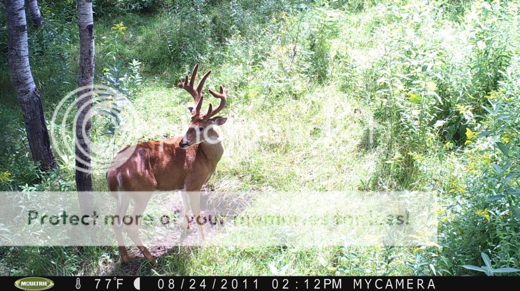 Few MN deer, what do you think they'd score? - 24hourcampfire