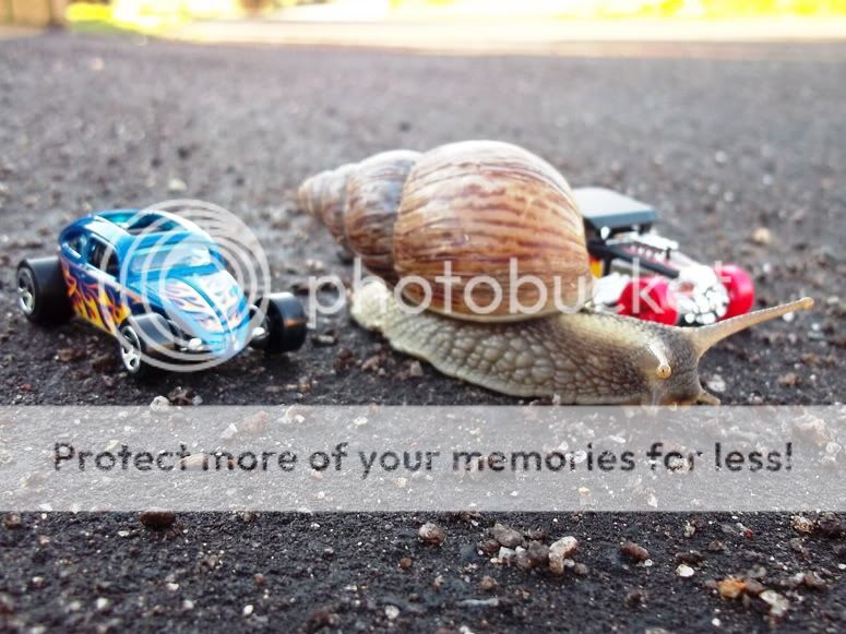 Snail drag race | Hobbyist Forums