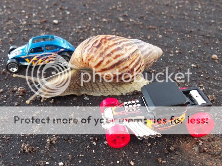 Snail drag race | Hobbyist Forums